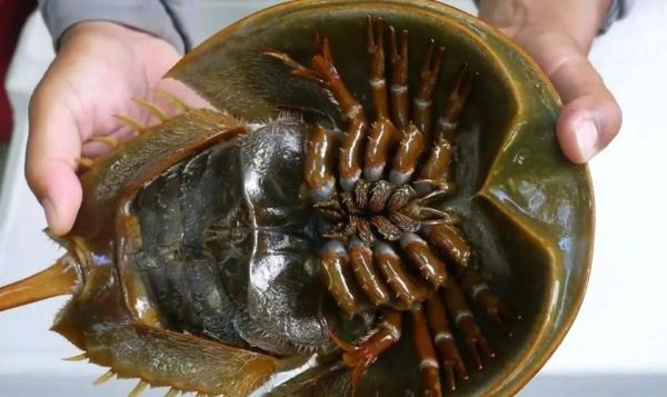 吃中华鲎判几年_中华鲎吃了会坐牢吗-第1张图片-山城妙识 吃中华鲎判几年_中华鲎吃了会坐牢吗-第1张图片-山城妙识