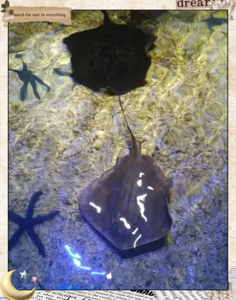 吃中华鲎判几年_中华鲎吃了会坐牢吗-第3张图片-山城妙识 吃中华鲎判几年_中华鲎吃了会坐牢吗-第3张图片-山城妙识