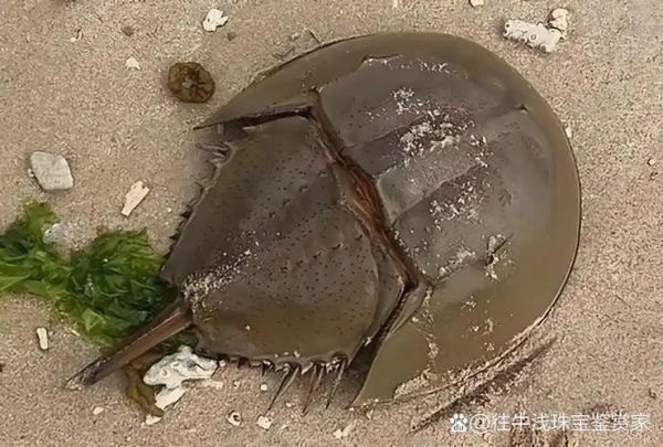 吃中华鲎判几年_中华鲎吃了会坐牢吗-第2张图片-山城妙识 吃中华鲎判几年_中华鲎吃了会坐牢吗-第2张图片-山城妙识