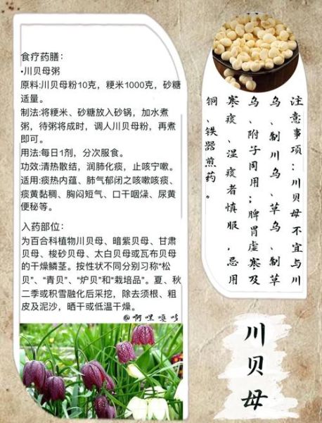 润肺的中药有哪些_润肺中药怎么吃效果最好-第1张图片-山城妙识