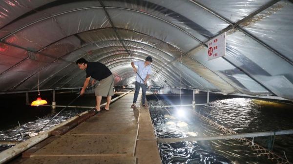 鳗鱼养殖条件_鳗鱼养殖需要什么条件-第1张图片-山城妙识