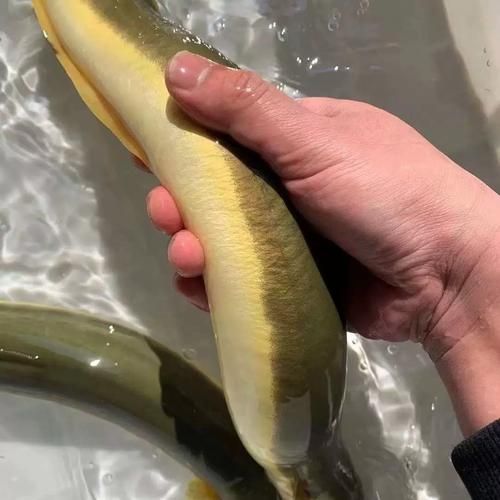 鳗鱼养殖条件_鳗鱼养殖需要什么条件-第2张图片-山城妙识