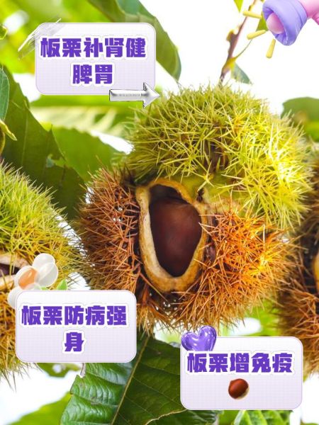 生栗子对男性性功能好吗_男人吃生栗子补肾吗-第3张图片-山城妙识