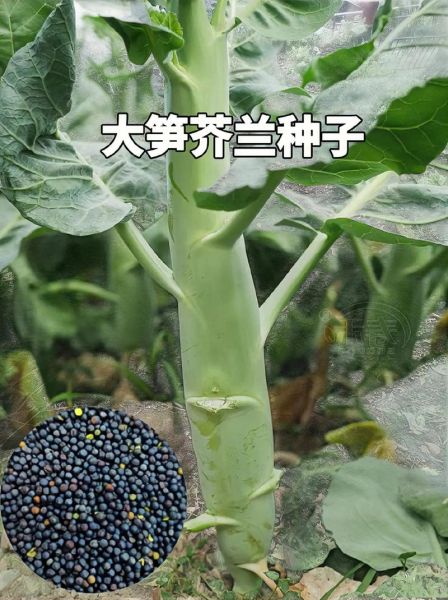 长得像莴笋的菜是芥兰吗_芥兰和莴笋的区别-第2张图片-山城妙识 长得像莴笋的菜是芥兰吗_芥兰和莴笋的区别-第2张图片-山城妙识