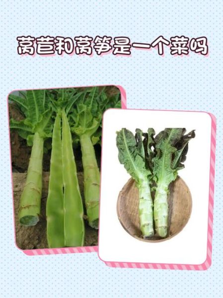 长得像莴笋的菜是芥兰吗_芥兰和莴笋的区别-第3张图片-山城妙识 长得像莴笋的菜是芥兰吗_芥兰和莴笋的区别-第3张图片-山城妙识