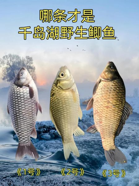 鲫鱼图片高清_如何挑选无水印大图-第3张图片-山城妙识 鲫鱼图片高清_如何挑选无水印大图-第3张图片-山城妙识