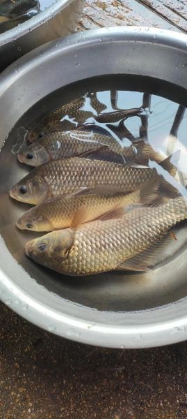 鲫鱼图片高清_如何挑选无水印大图-第1张图片-山城妙识 鲫鱼图片高清_如何挑选无水印大图-第1张图片-山城妙识