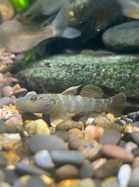 虾虎鱼种类图鉴_如何区分常见虾虎鱼-第3张图片-山城妙识 虾虎鱼种类图鉴_如何区分常见虾虎鱼-第3张图片-山城妙识