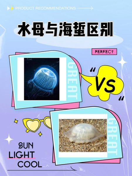 水母能吃吗_海蜇是水母吗-第1张图片-山城妙识 水母能吃吗_海蜇是水母吗-第1张图片-山城妙识
