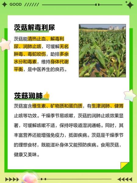 茨菇怎么做好吃_茨菇的营养价值与功效-第3张图片-山城妙识