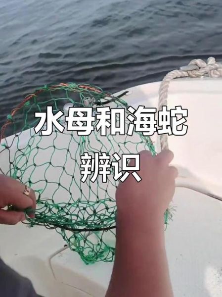 水母能吃吗_海蜇是水母吗-第2张图片-山城妙识 水母能吃吗_海蜇是水母吗-第2张图片-山城妙识