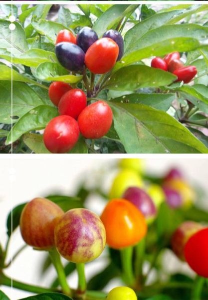 五彩椒图片怎么拍_五彩椒有哪些颜色-第2张图片-山城妙识 五彩椒图片怎么拍_五彩椒有哪些颜色-第2张图片-山城妙识