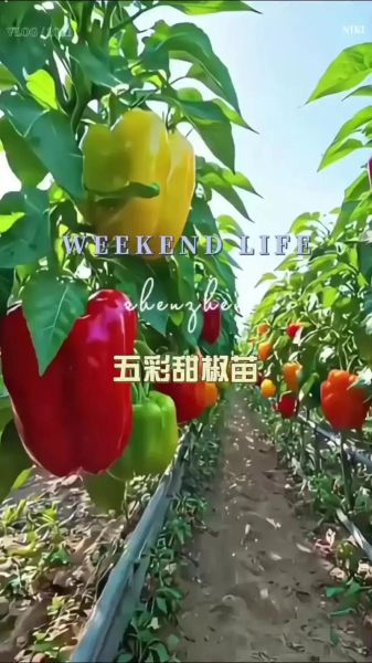 五彩椒图片怎么拍_五彩椒有哪些颜色-第1张图片-山城妙识 五彩椒图片怎么拍_五彩椒有哪些颜色-第1张图片-山城妙识