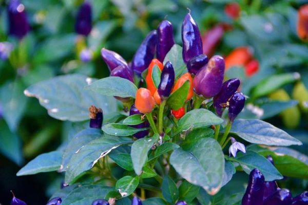 五彩椒图片怎么拍_五彩椒有哪些颜色-第3张图片-山城妙识 五彩椒图片怎么拍_五彩椒有哪些颜色-第3张图片-山城妙识