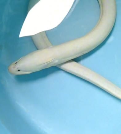 淡水白鳝鱼图片_如何分辨真假-第3张图片-山城妙识 淡水白鳝鱼图片_如何分辨真假-第3张图片-山城妙识