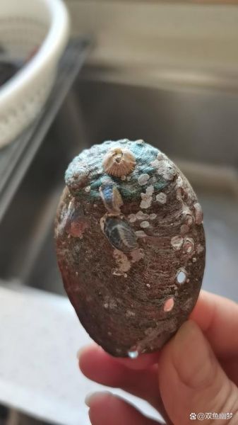 鲍鱼壳可以做什么_鲍鱼壳怎么处理-第3张图片-山城妙识 鲍鱼壳可以做什么_鲍鱼壳怎么处理-第3张图片-山城妙识