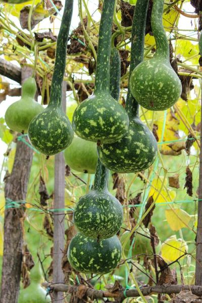 葫芦瓜图片怎么拍_葫芦瓜高清图哪里找-第1张图片-山城妙识 葫芦瓜图片怎么拍_葫芦瓜高清图哪里找-第1张图片-山城妙识