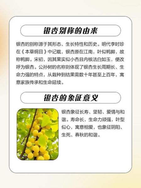 银杏是什么梗_银杏梗怎么来的-第2张图片-山城妙识 银杏是什么梗_银杏梗怎么来的-第2张图片-山城妙识