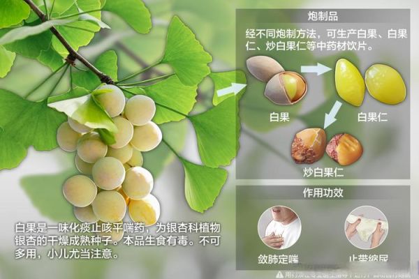 银杏是什么梗_银杏梗怎么来的-第1张图片-山城妙识 银杏是什么梗_银杏梗怎么来的-第1张图片-山城妙识