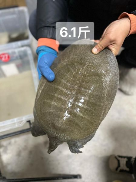 甲鱼几年能长多少斤_甲鱼生长速度影响因素-第1张图片-山城妙识 甲鱼几年能长多少斤_甲鱼生长速度影响因素-第1张图片-山城妙识