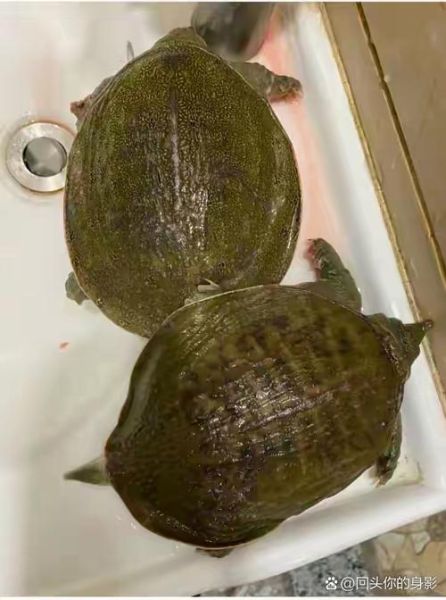 甲鱼几年能长多少斤_甲鱼生长速度影响因素-第2张图片-山城妙识 甲鱼几年能长多少斤_甲鱼生长速度影响因素-第2张图片-山城妙识