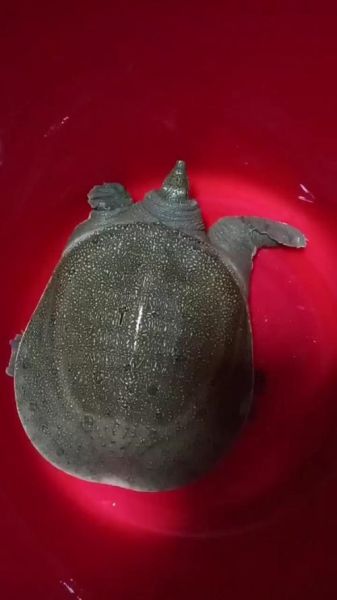 甲鱼几年能长多少斤_甲鱼生长速度影响因素-第3张图片-山城妙识 甲鱼几年能长多少斤_甲鱼生长速度影响因素-第3张图片-山城妙识