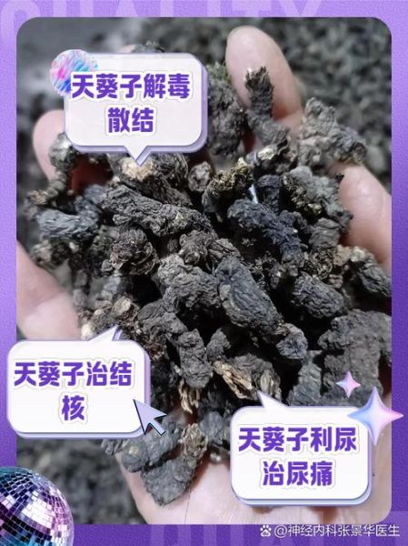 天葵子功效与作用_天葵子图片识别要点-第1张图片-山城妙识 天葵子功效与作用_天葵子图片识别要点-第1张图片-山城妙识