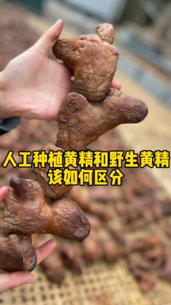 野生黄精长什么样_如何辨别真假野生黄精-第3张图片-山城妙识 野生黄精长什么样_如何辨别真假野生黄精-第3张图片-山城妙识