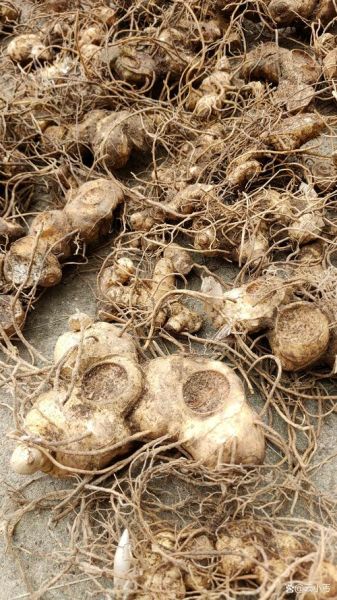 野生黄精长什么样_如何辨别真假野生黄精-第2张图片-山城妙识 野生黄精长什么样_如何辨别真假野生黄精-第2张图片-山城妙识