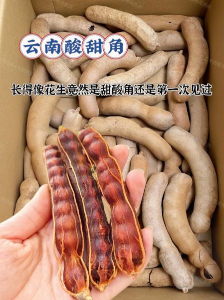 甜酸角的功效与作用_甜酸角怎么吃最健康-第2张图片-山城妙识 甜酸角的功效与作用_甜酸角怎么吃最健康-第2张图片-山城妙识