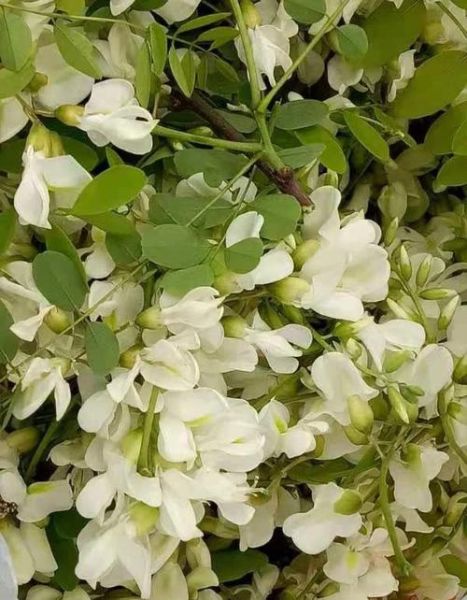 洋槐花什么时候开_花期持续多久-第2张图片-山城妙识 洋槐花什么时候开_花期持续多久-第2张图片-山城妙识