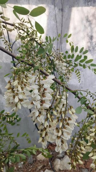 洋槐花什么时候开_花期持续多久-第3张图片-山城妙识 洋槐花什么时候开_花期持续多久-第3张图片-山城妙识