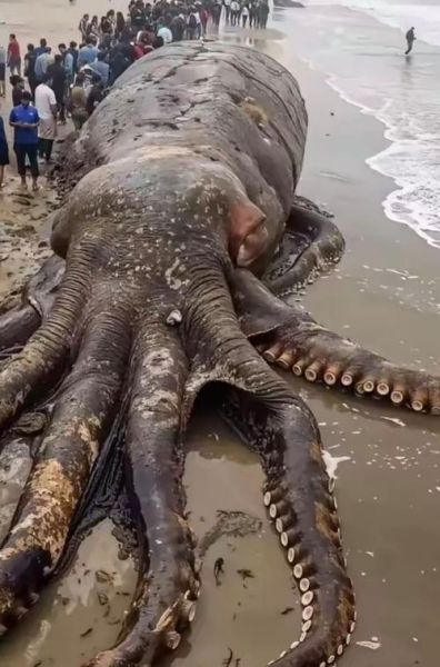 大王乌贼真的存在吗_大王乌贼有多恐怖-第1张图片-山城妙识 大王乌贼真的存在吗_大王乌贼有多恐怖-第1张图片-山城妙识