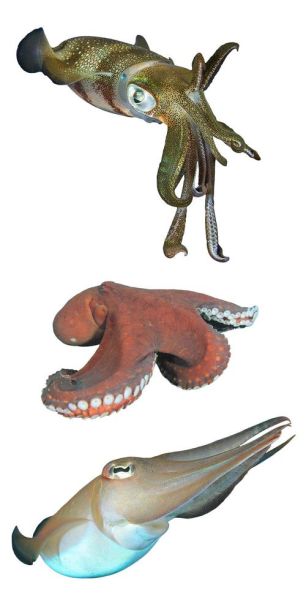 大王乌贼真的存在吗_大王乌贼有多恐怖-第3张图片-山城妙识 大王乌贼真的存在吗_大王乌贼有多恐怖-第3张图片-山城妙识