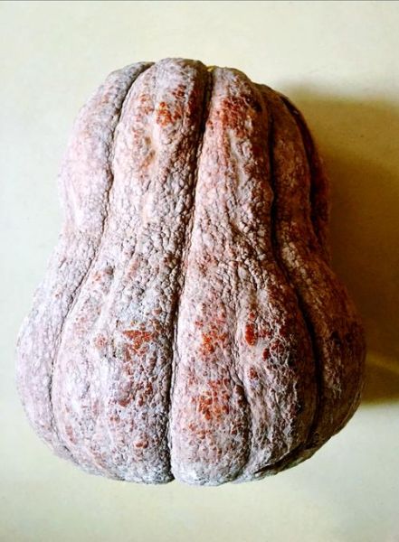 老南瓜怎么保存_老南瓜图片大全-第2张图片-山城妙识 老南瓜怎么保存_老南瓜图片大全-第2张图片-山城妙识