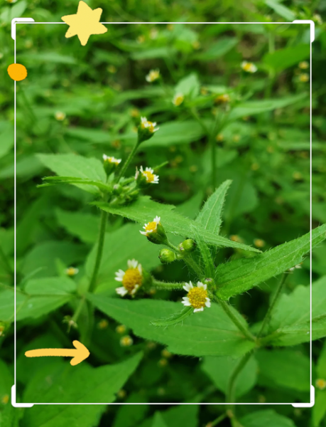 牛膝菊怎么种_牛膝菊有什么功效-第1张图片-山城妙识 牛膝菊怎么种_牛膝菊有什么功效-第1张图片-山城妙识