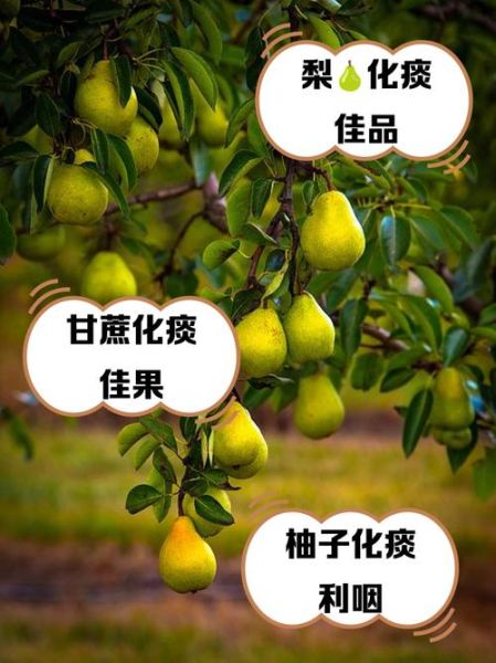 化痰最厉害的水果有哪些_止咳化痰吃什么水果最快-第3张图片-山城妙识 化痰最厉害的水果有哪些_止咳化痰吃什么水果最快-第3张图片-山城妙识