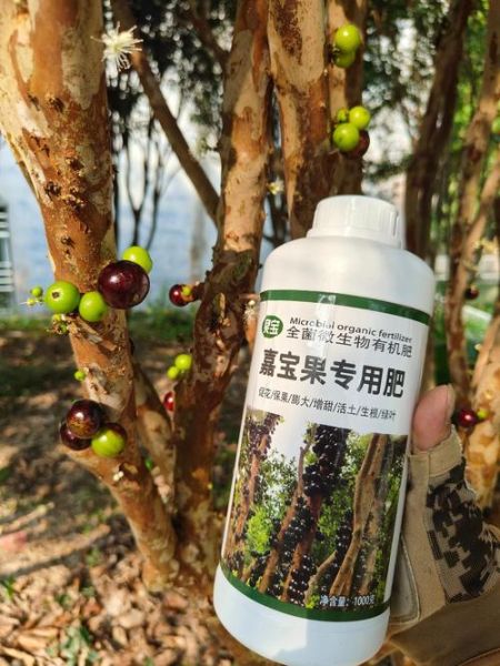 嘉宝果树施什么肥才结果_嘉宝果树结果期用什么肥料-第1张图片-山城妙识 嘉宝果树施什么肥才结果_嘉宝果树结果期用什么肥料-第1张图片-山城妙识