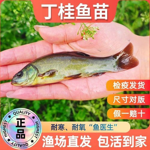 丁桂鱼养多久才有一斤_丁桂鱼生长周期多久-第2张图片-山城妙识 丁桂鱼养多久才有一斤_丁桂鱼生长周期多久-第2张图片-山城妙识