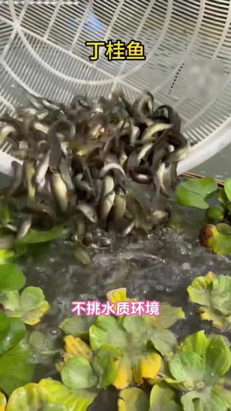 丁桂鱼养多久才有一斤_丁桂鱼生长周期多久-第3张图片-山城妙识 丁桂鱼养多久才有一斤_丁桂鱼生长周期多久-第3张图片-山城妙识