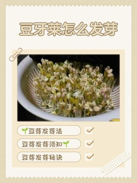 豆芽菜怎么生比较快_家庭最快发芽方法-第2张图片-山城妙识