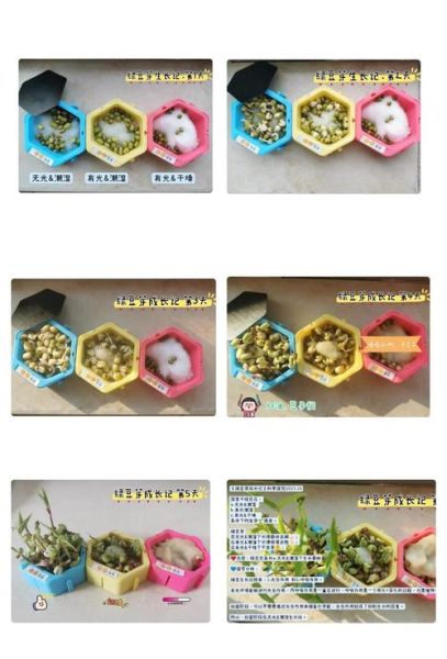 豆芽菜怎么生比较快_家庭最快发芽方法-第3张图片-山城妙识