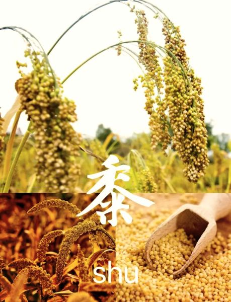 黍米怎么读_黍米读音是什么-第2张图片-山城妙识