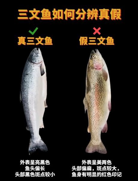 红鳟鱼和三文鱼的区别_红鳟鱼生吃安全吗-第1张图片-山城妙识 红鳟鱼和三文鱼的区别_红鳟鱼生吃安全吗-第1张图片-山城妙识