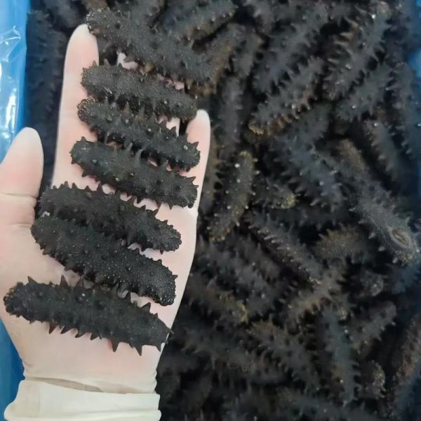 大连海参品种有哪些_大连海参价格多少钱一斤-第1张图片-山城妙识 大连海参品种有哪些_大连海参价格多少钱一斤-第1张图片-山城妙识