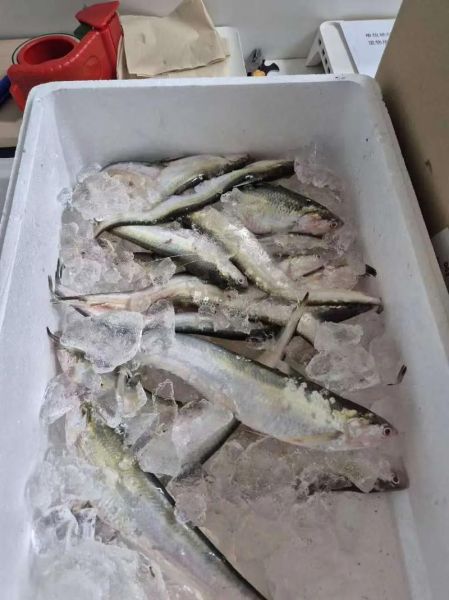 8000一斤的刀鱼为什么这么贵_刀鱼价格暴涨原因-第2张图片-山城妙识 8000一斤的刀鱼为什么这么贵_刀鱼价格暴涨原因-第2张图片-山城妙识