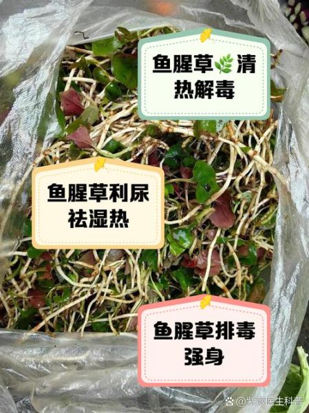 鱼腥草煮水喝的正确做法_鱼腥草煮水有什么功效-第1张图片-山城妙识 鱼腥草煮水喝的正确做法_鱼腥草煮水有什么功效-第1张图片-山城妙识