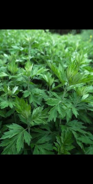 艾叶长什么样_艾叶图片特征-第1张图片-山城妙识 艾叶长什么样_艾叶图片特征-第1张图片-山城妙识