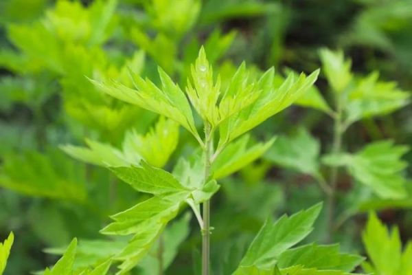 艾叶长什么样_艾叶图片特征-第2张图片-山城妙识 艾叶长什么样_艾叶图片特征-第2张图片-山城妙识