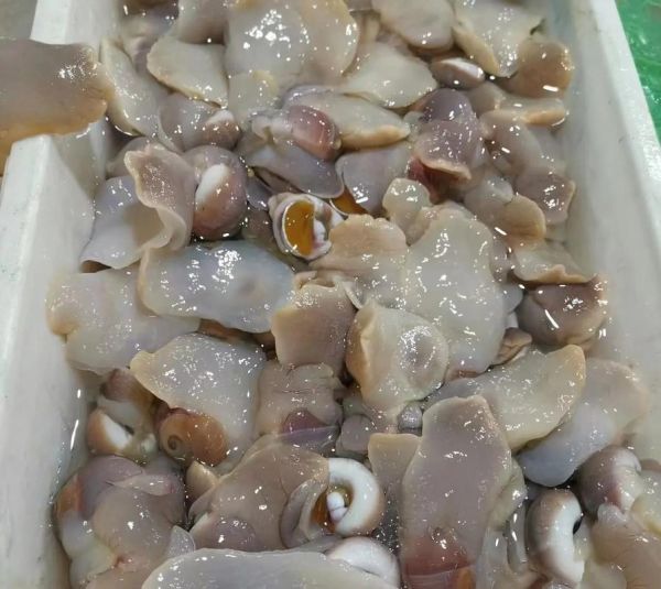 香螺怎么洗最快最干净_香螺清洗技巧-第2张图片-山城妙识 香螺怎么洗最快最干净_香螺清洗技巧-第2张图片-山城妙识